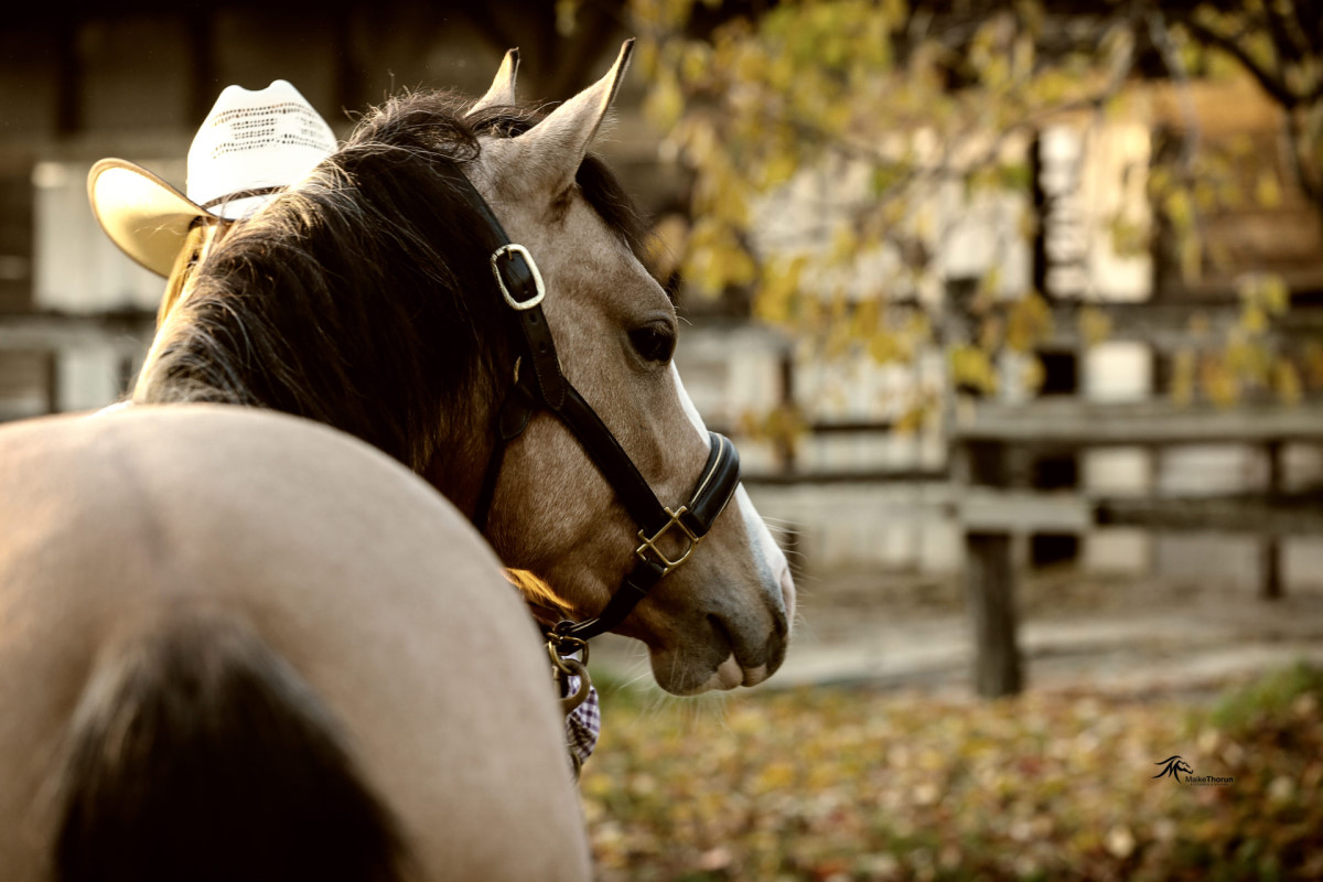 Vakero Horse Shop | Der Westernreitshop Niederrhein